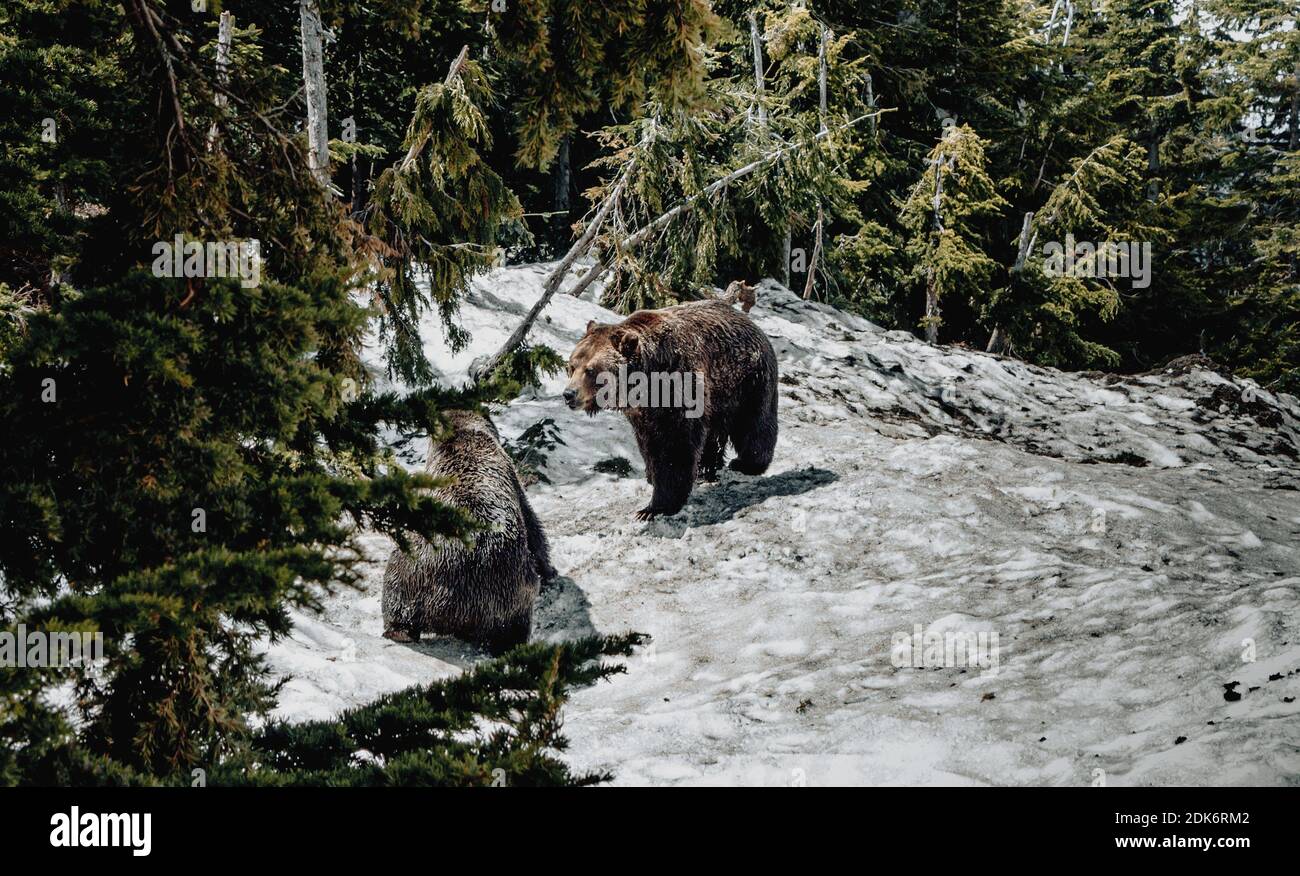 Canada grizzly bear snow hi-res stock photography and images - Alamy