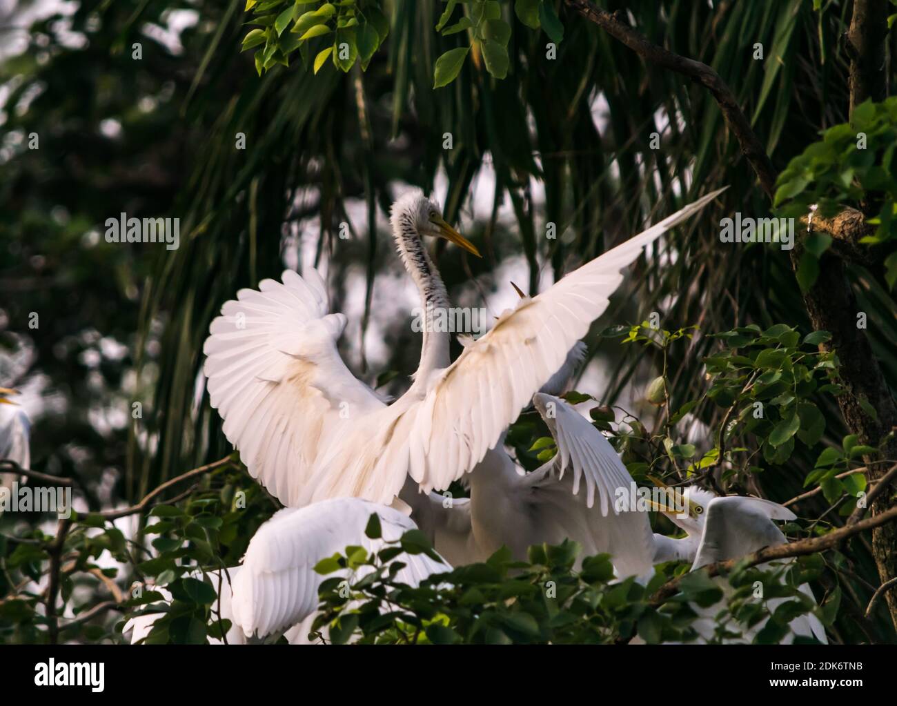 Closing Wings High Resolution Stock Photography and Images - Alamy