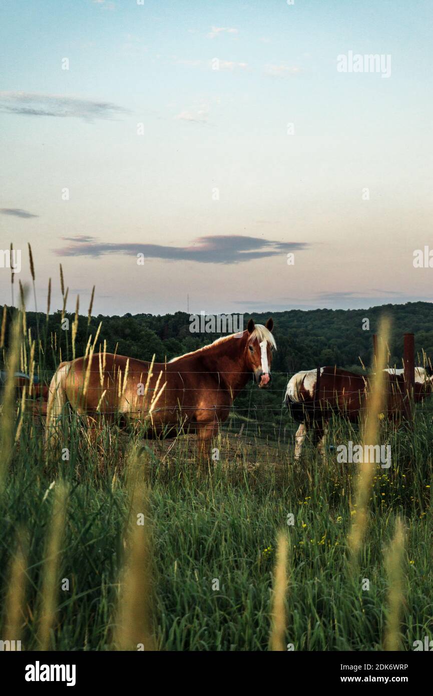 Horses In A Field Stock Photo - Alamy