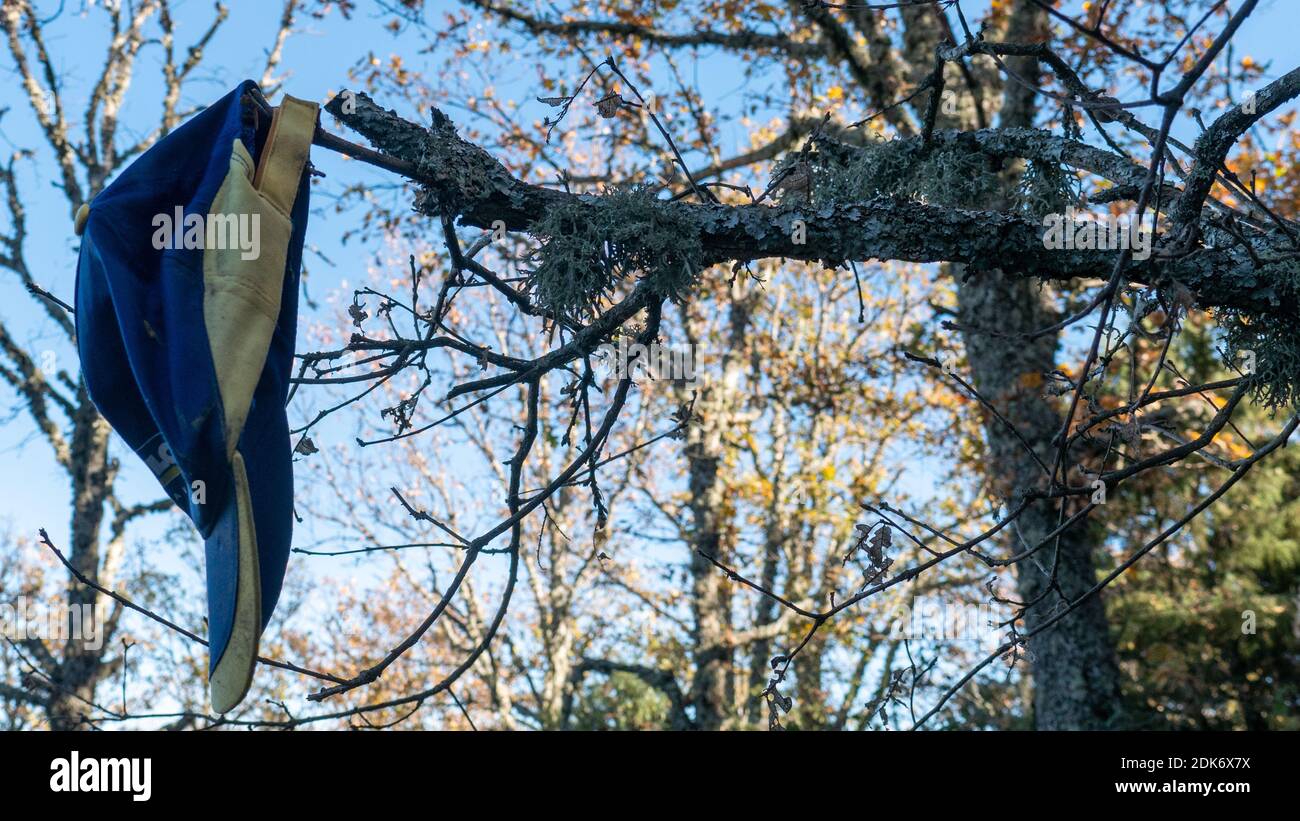 An old worn baseball cap hanging from a leafless tree branch Stock ...