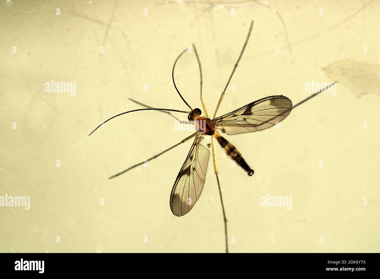 Fungus gnat (Mycetophila sp.) on a window background Stock Photo - Alamy