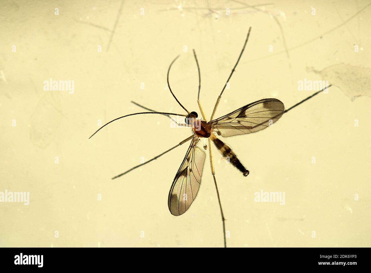 Fungus gnat (Mycetophila sp.) on a window background Stock Photo - Alamy