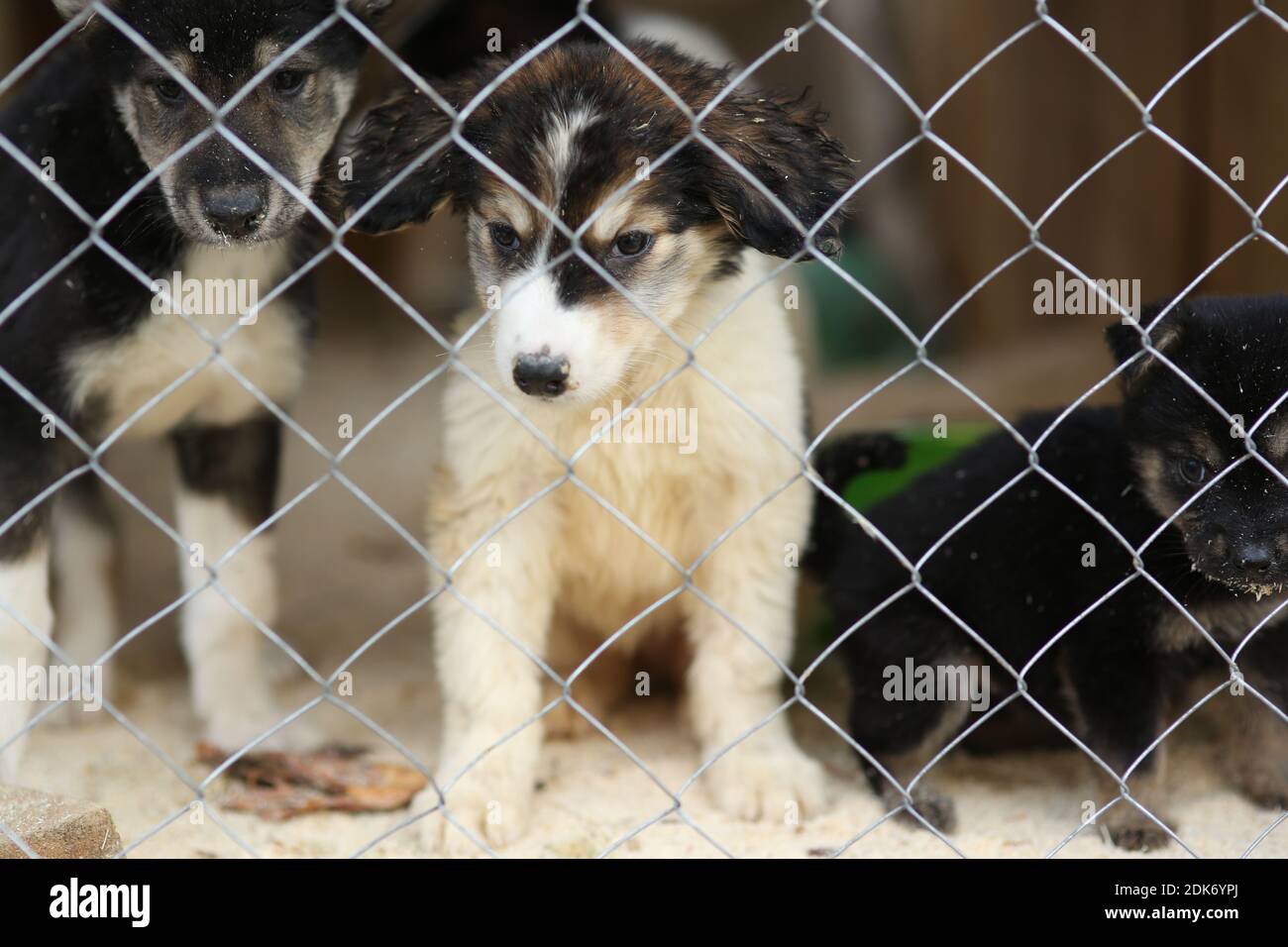 Sad homeless dog puppies are sitting in a cage in a shelter, they need ...