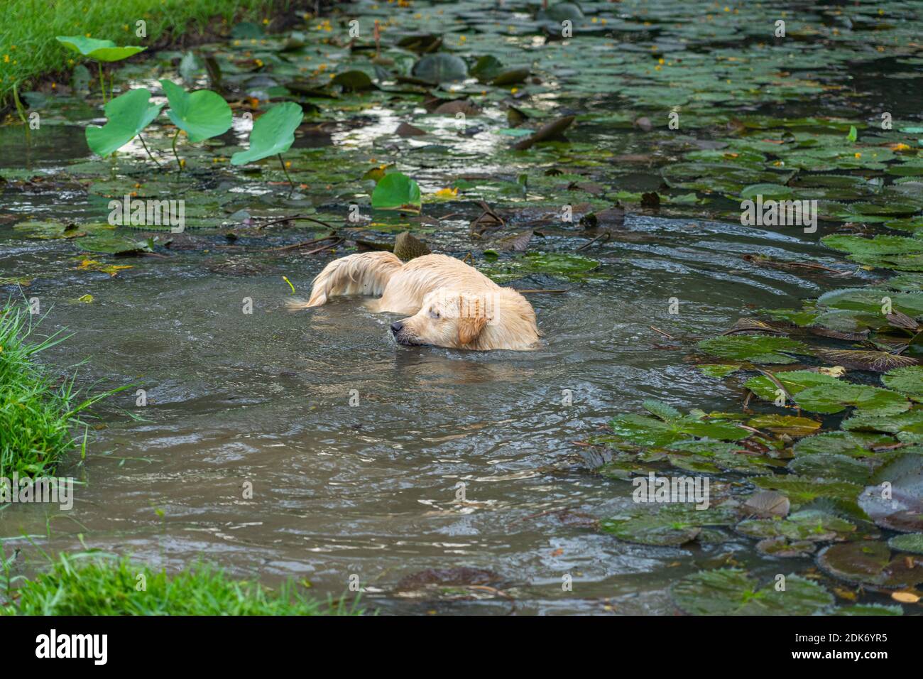 Mature golden retriever dog swimming and playing in the pond Stock ...