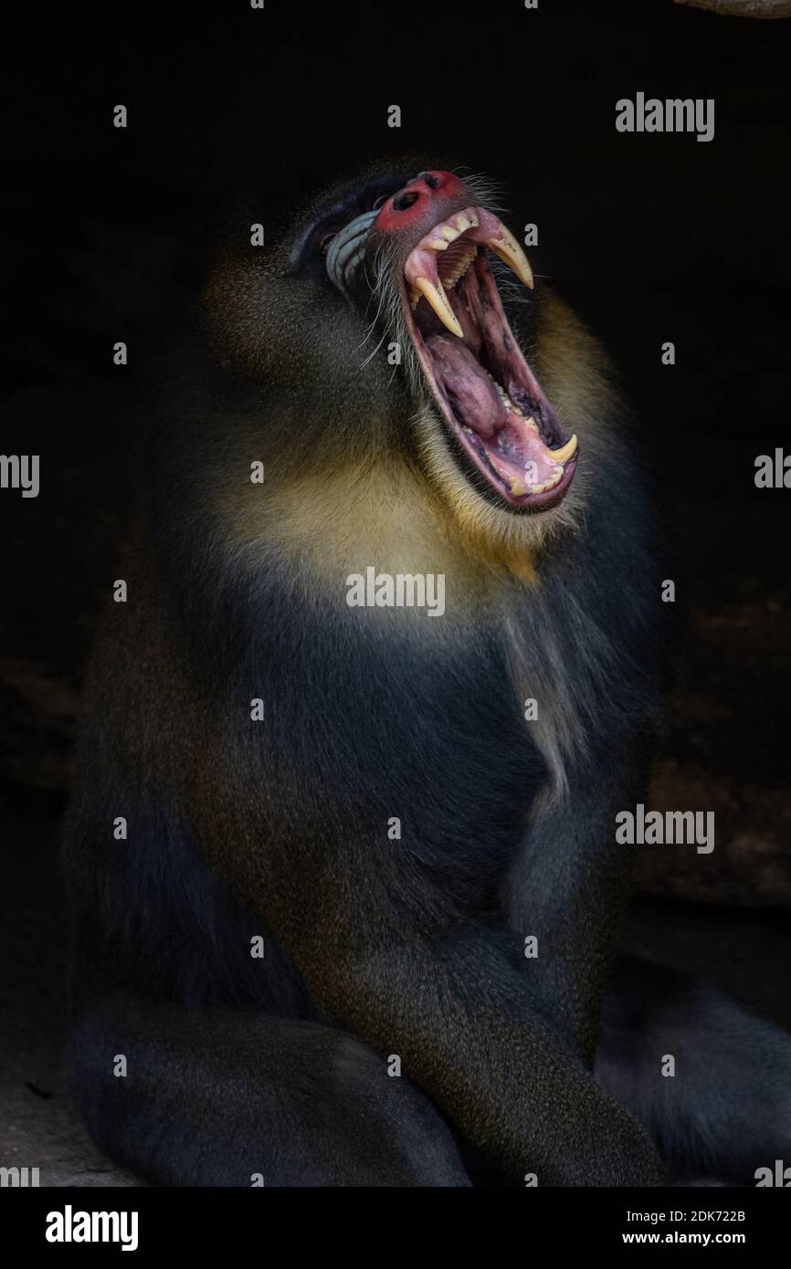 Mandrill teeth hi-res stock photography and images - Alamy