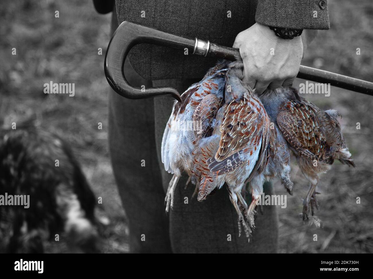 Dead bird in hand hi-res stock photography and images - Alamy