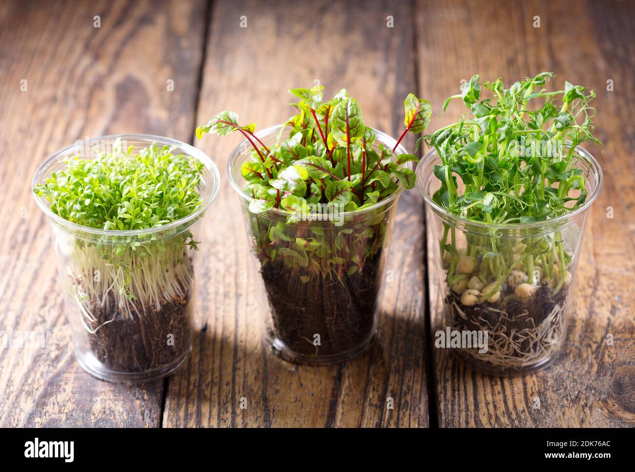Mustard and cress pots hi-res stock photography and images - Alamy