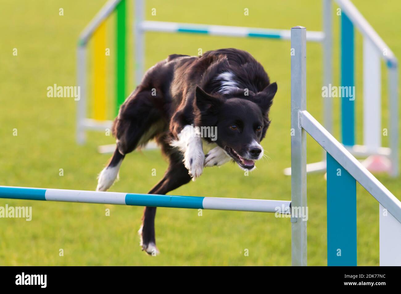 Border collie jumping over an obstacle in an agilty course - focus on ...