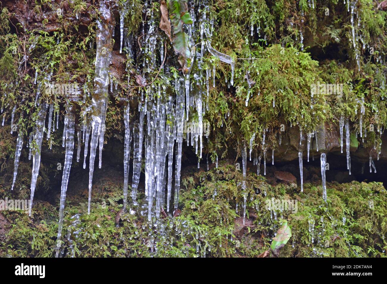 Icicles at Puzzlewood in winter, with snow on the ground. Coleford in ...