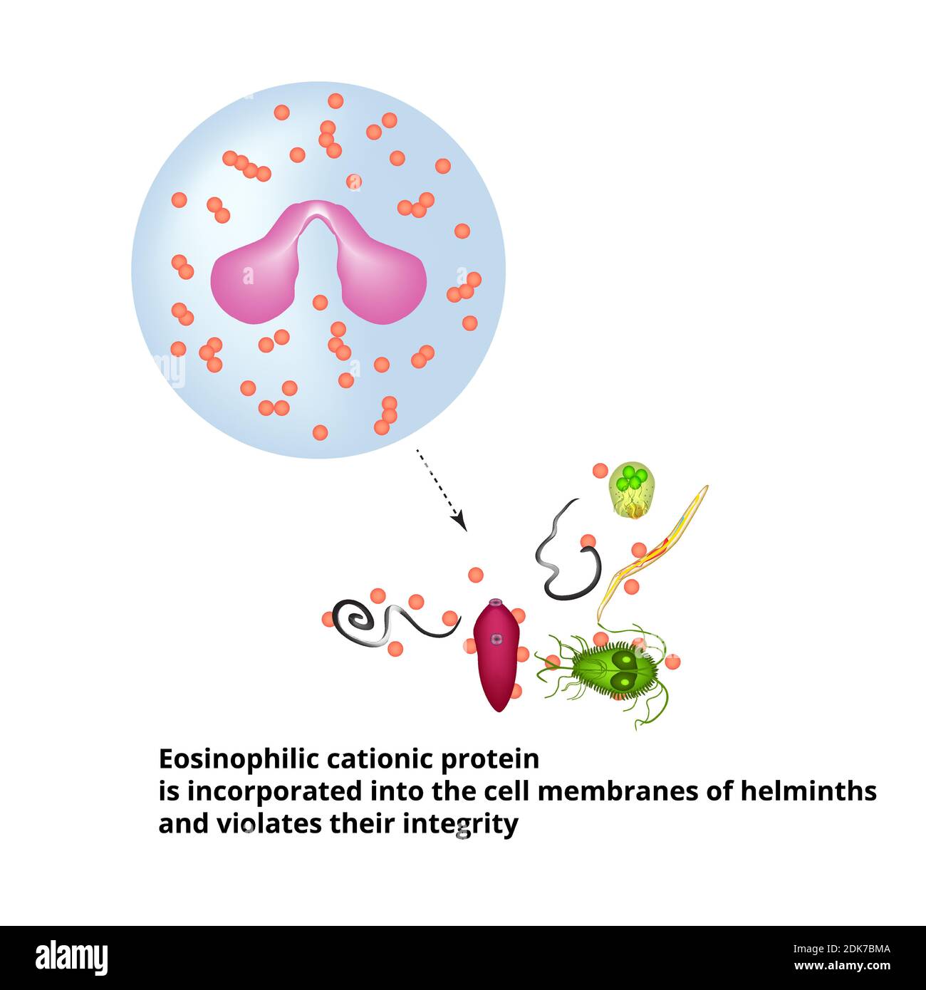 Eosinophilic cationic protein is incorporated into the membranes of ...