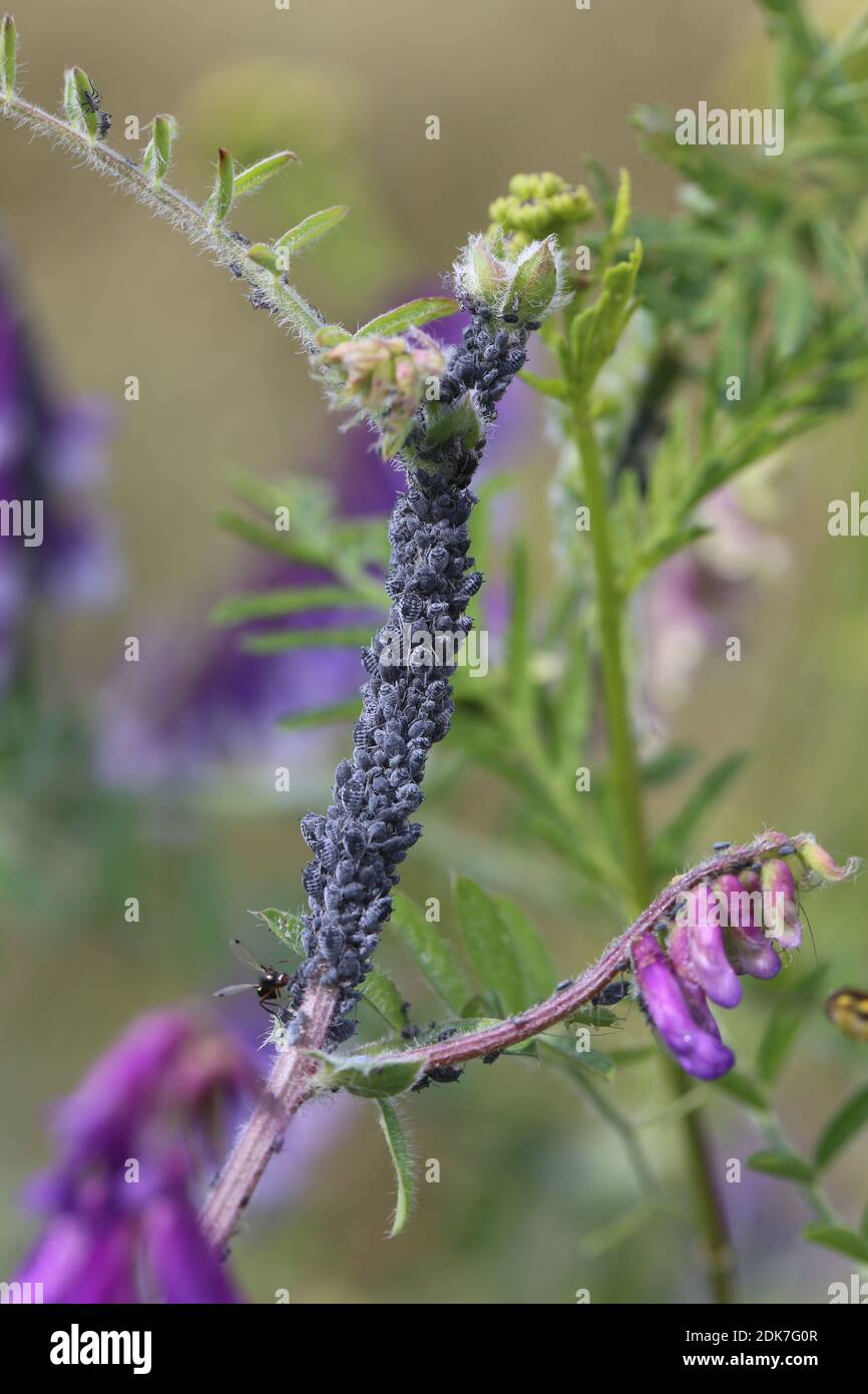 Aphids on a vetch, Vicia cracca, pests Stock Photo - Alamy