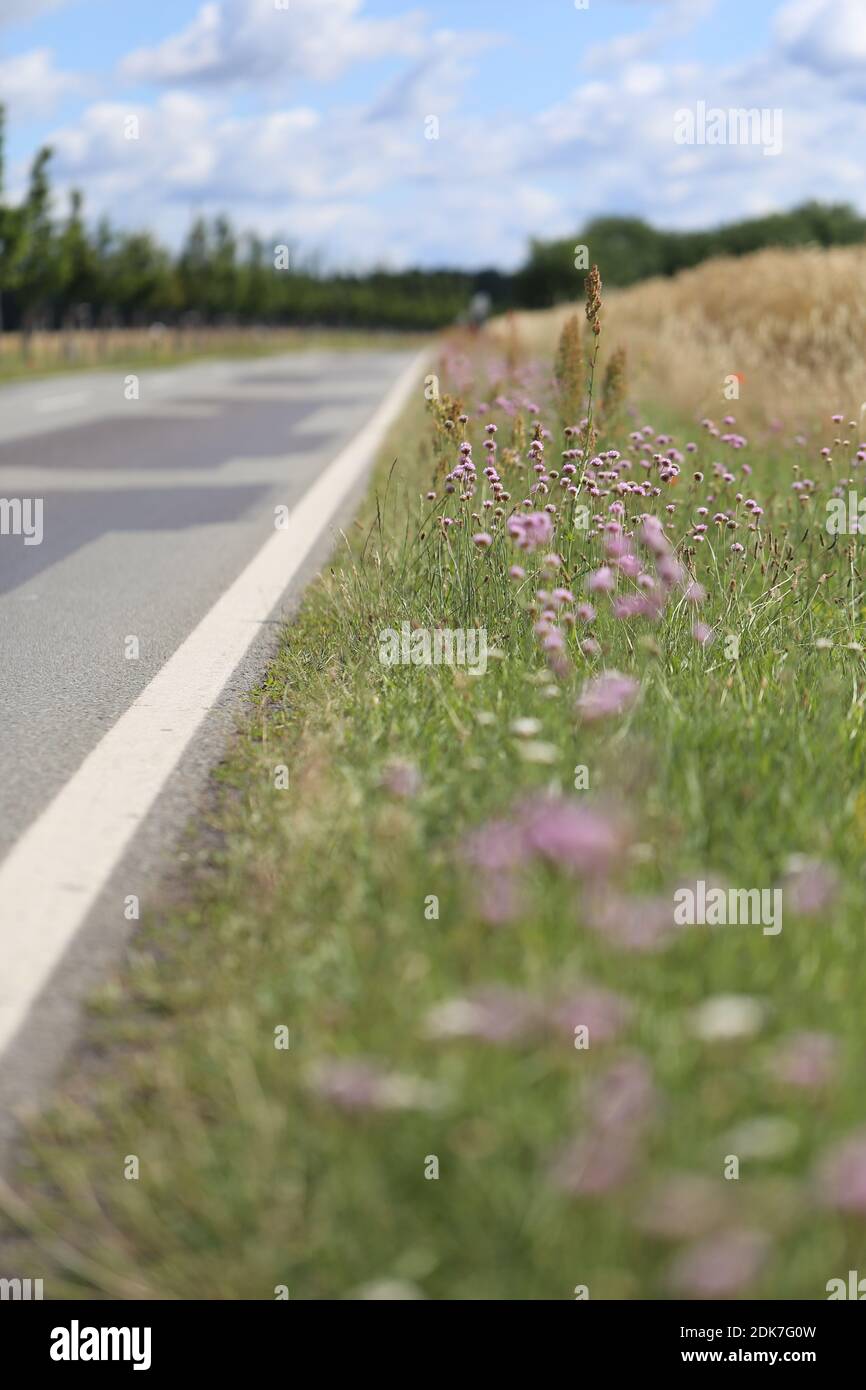 Roadside flowers hi-res stock photography and images - Alamy