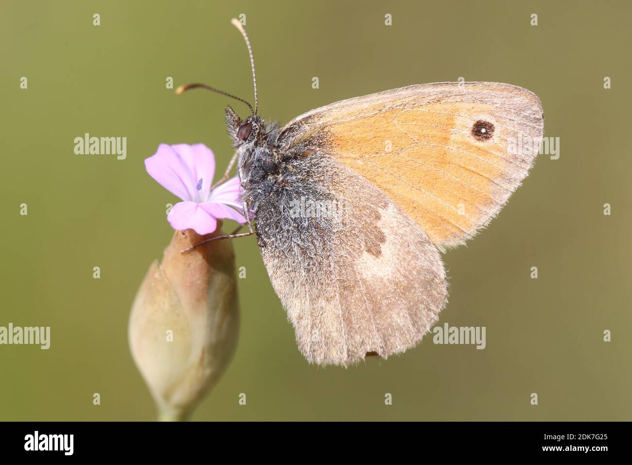 Carnation and butterfly hi-res stock photography and images - Alamy