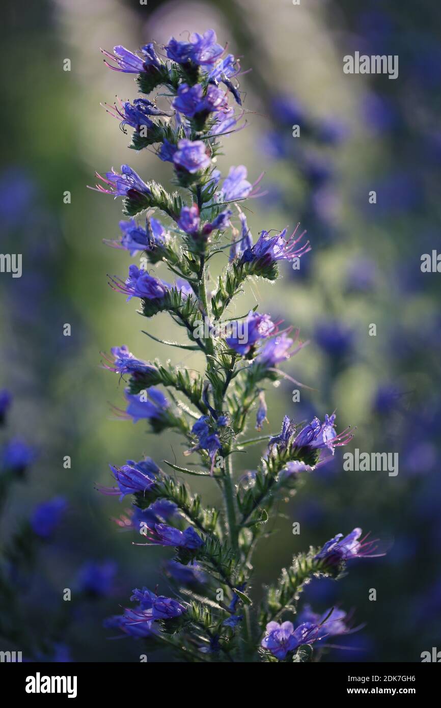 Common adderhead hi-res stock photography and images - Alamy