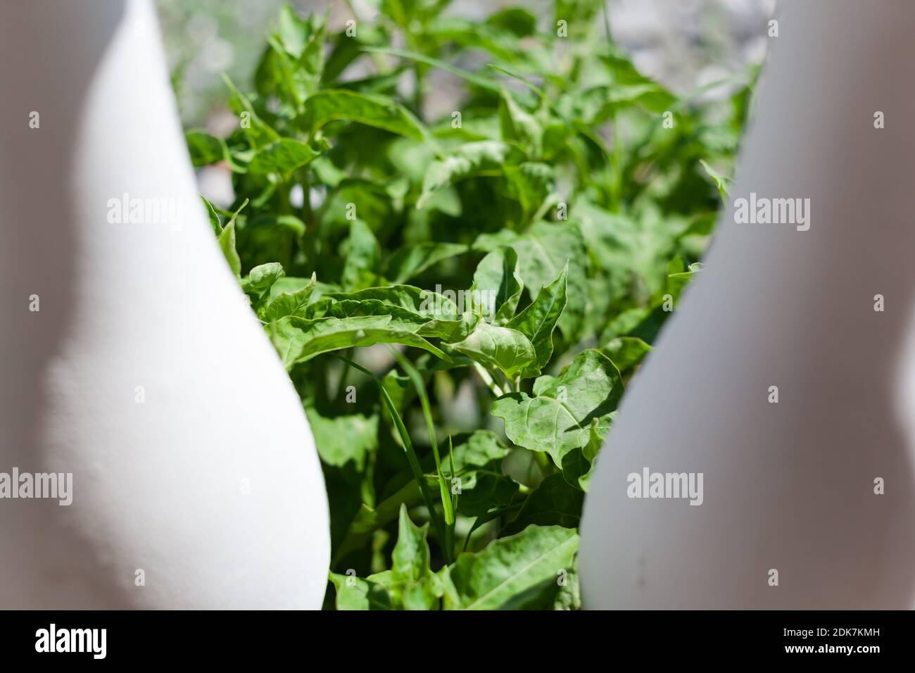 Column design hi-res stock photography and images - Alamy