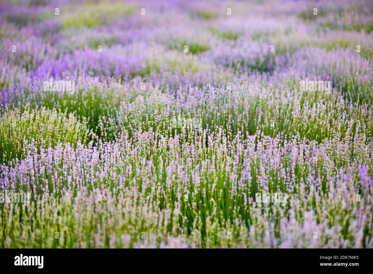 bright lavender bushes in the morning sun Stock Photo - Alamy