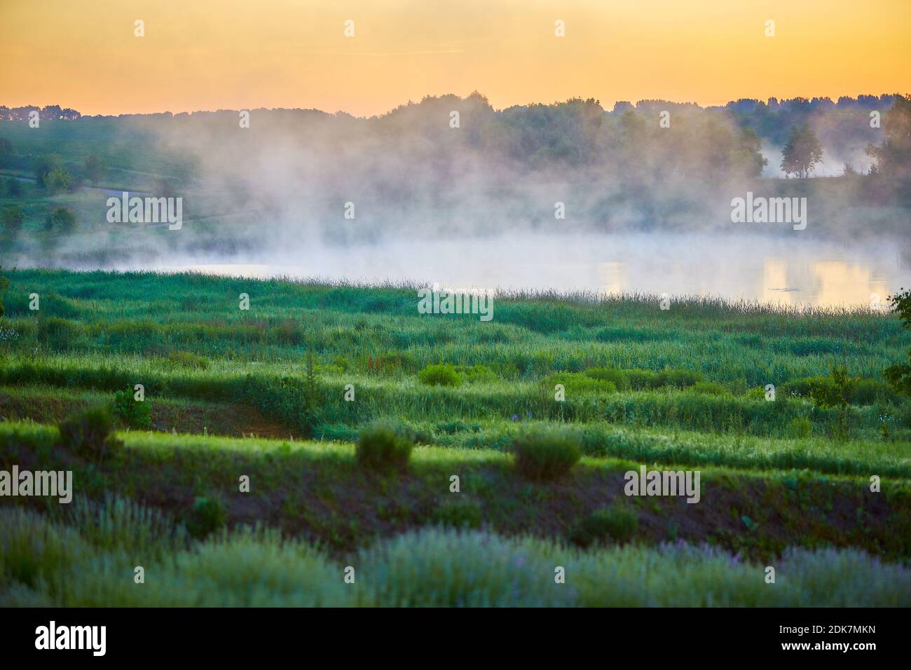 bright lavender bushes in the morning sun Stock Photo - Alamy