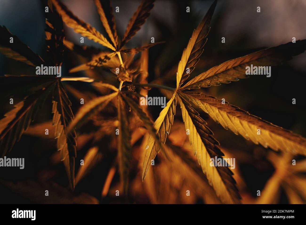 Cannabis Plant Sunset High Resolution Stock Photography and Images - Alamy