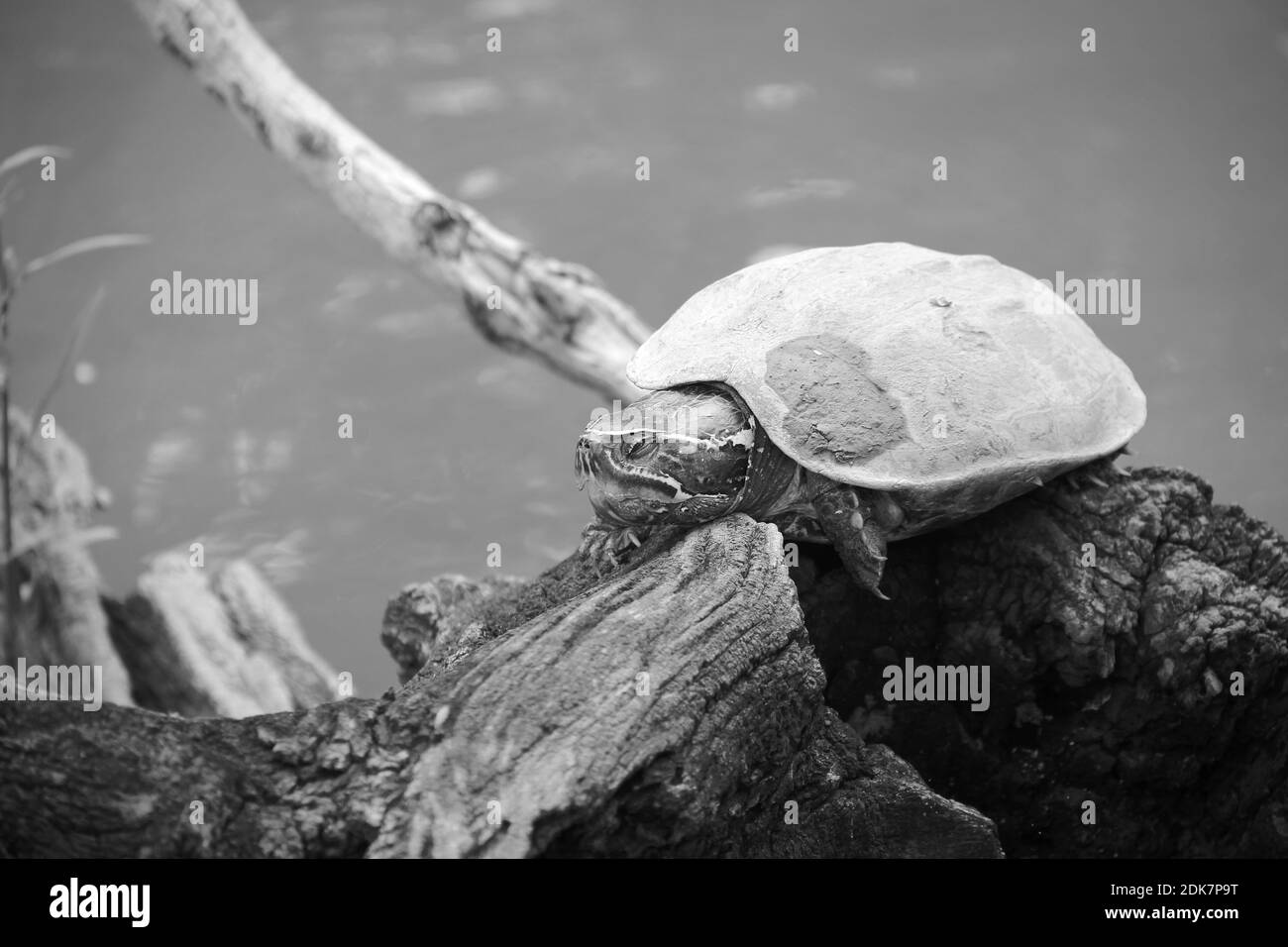 Turtle formation Black and White Stock Photos & Images - Alamy