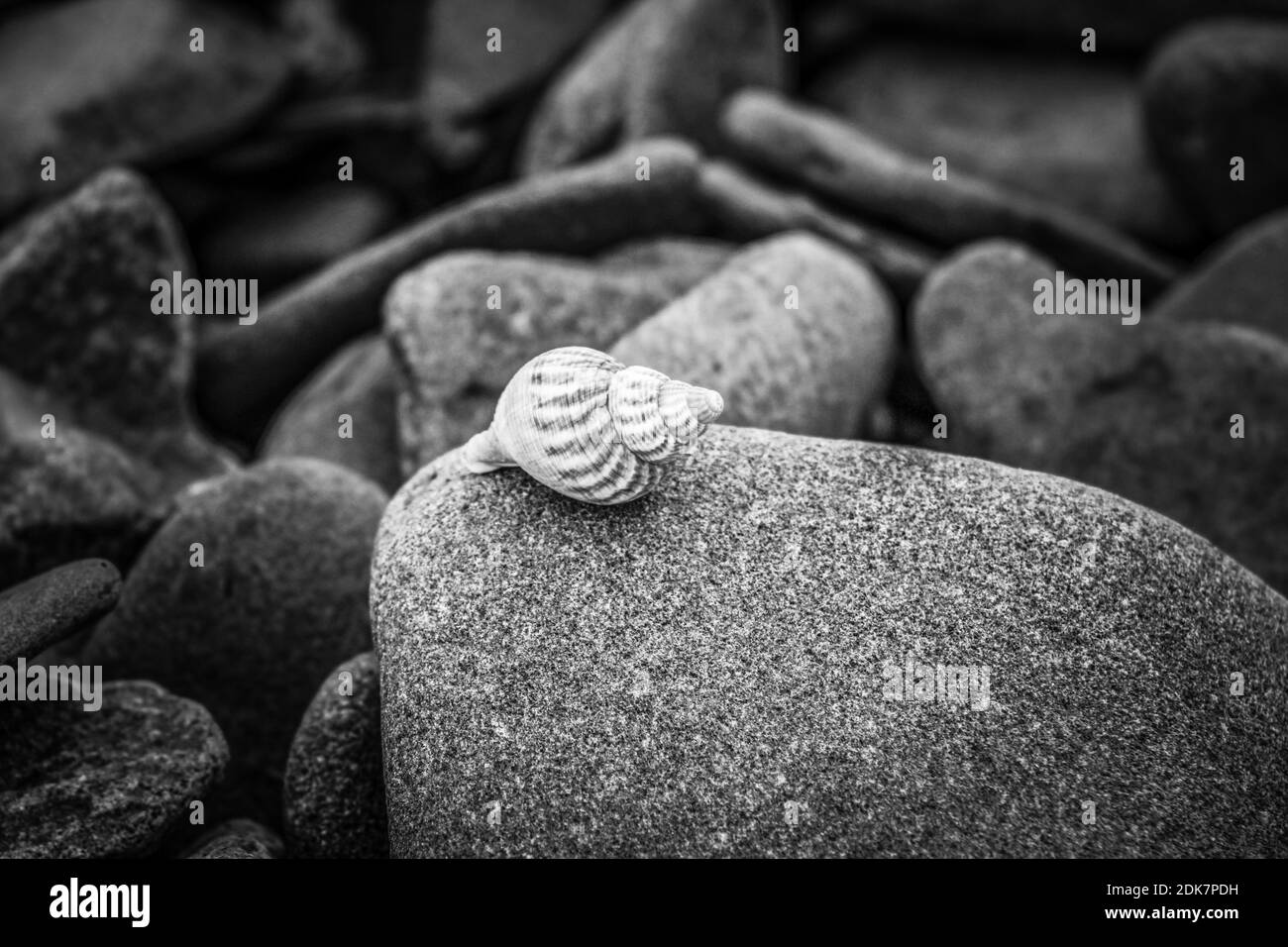 Close-up Of Shells On Rock Stock Photo - Alamy