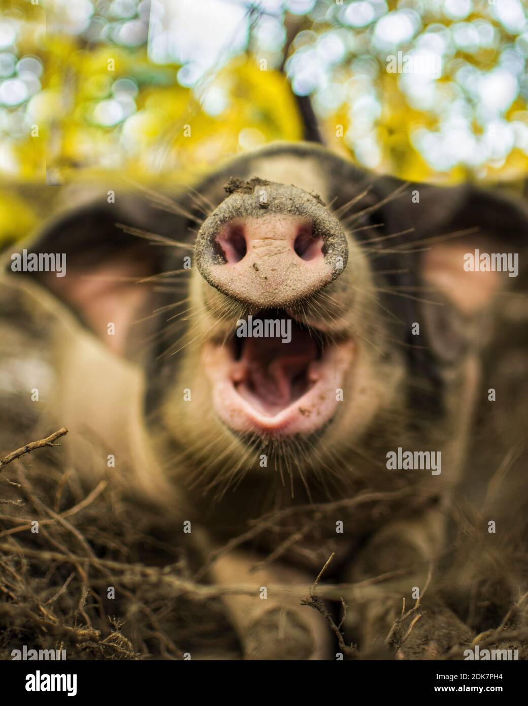 One Pig Mouth Open High Resolution Stock Photography and Images - Alamy