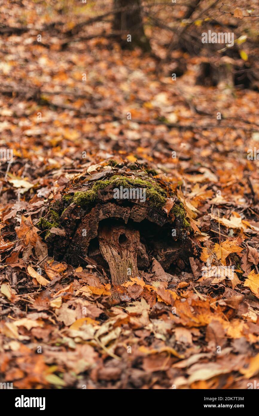 Old tree stump overgrown with green short moss plant in the autumn ...