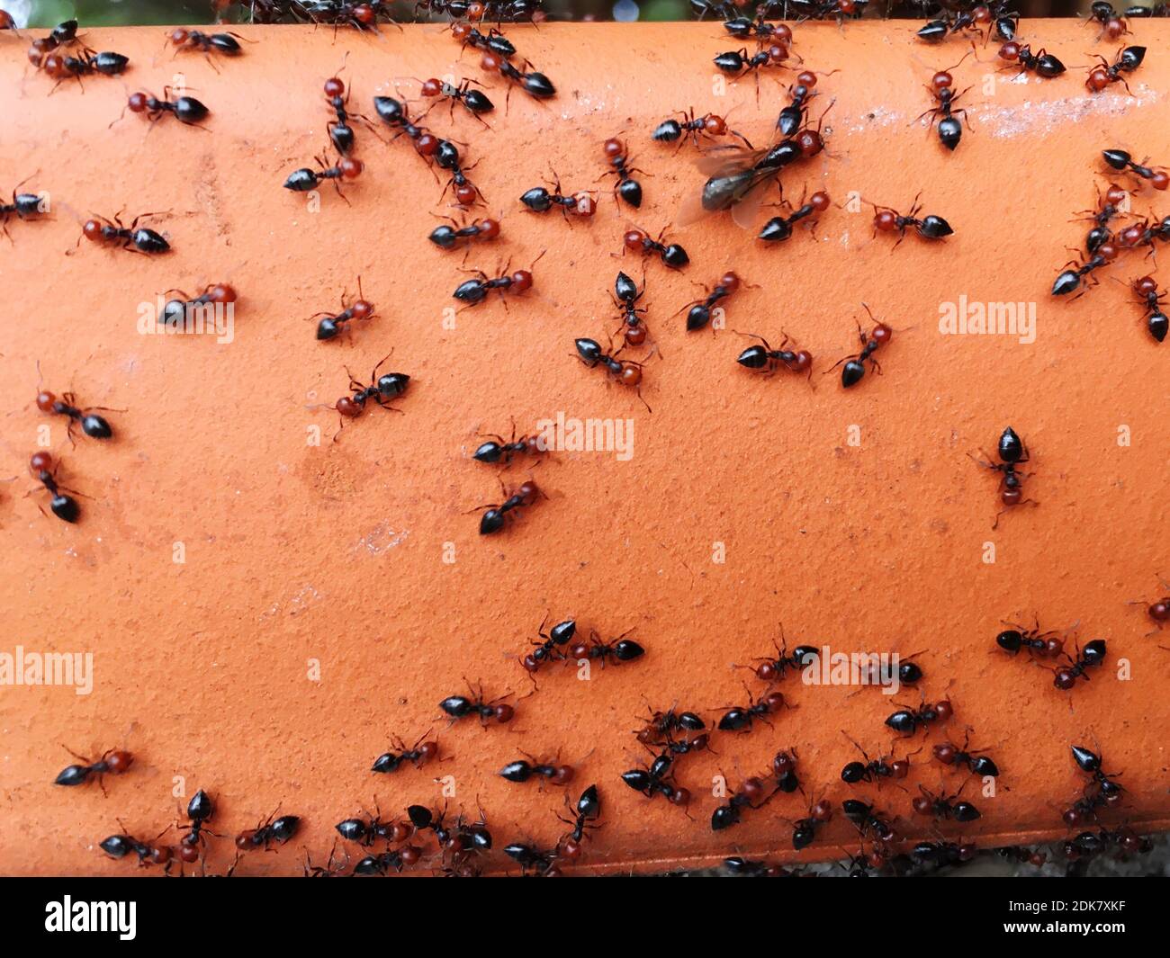 Row Of Ants High Resolution Stock Photography and Images - Alamy