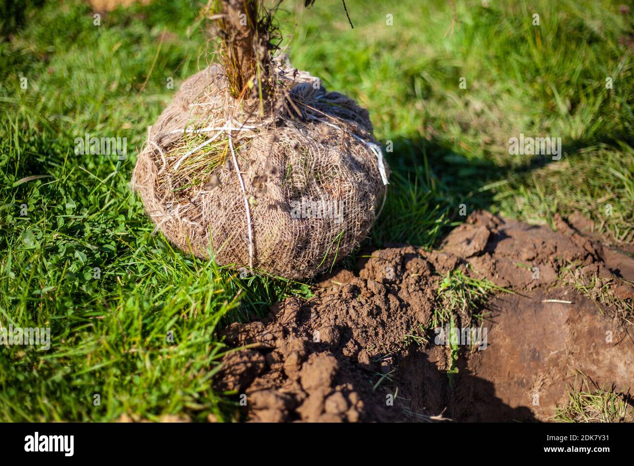 Planting a seedling in the ground to restore the forest. Gardener work ...