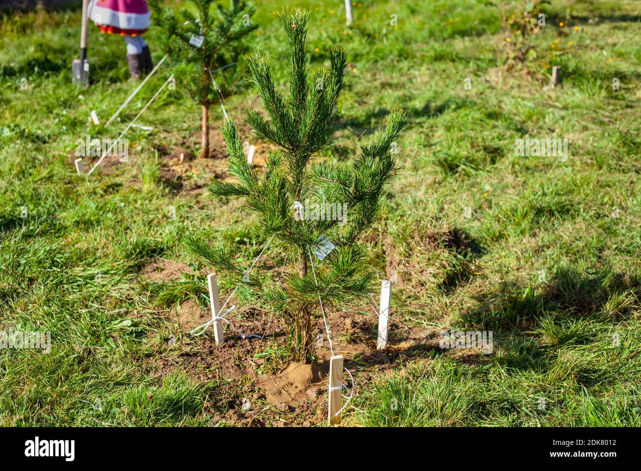 Planting a seedling in the ground to restore the forest. Gardener work ...