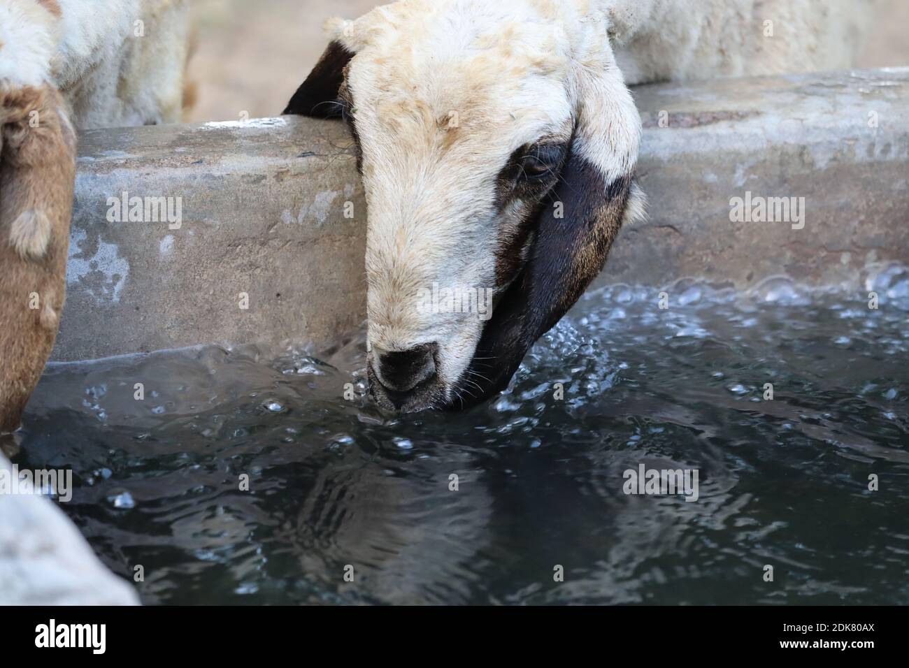 Sheep drinking water hi-res stock photography and images - Alamy
