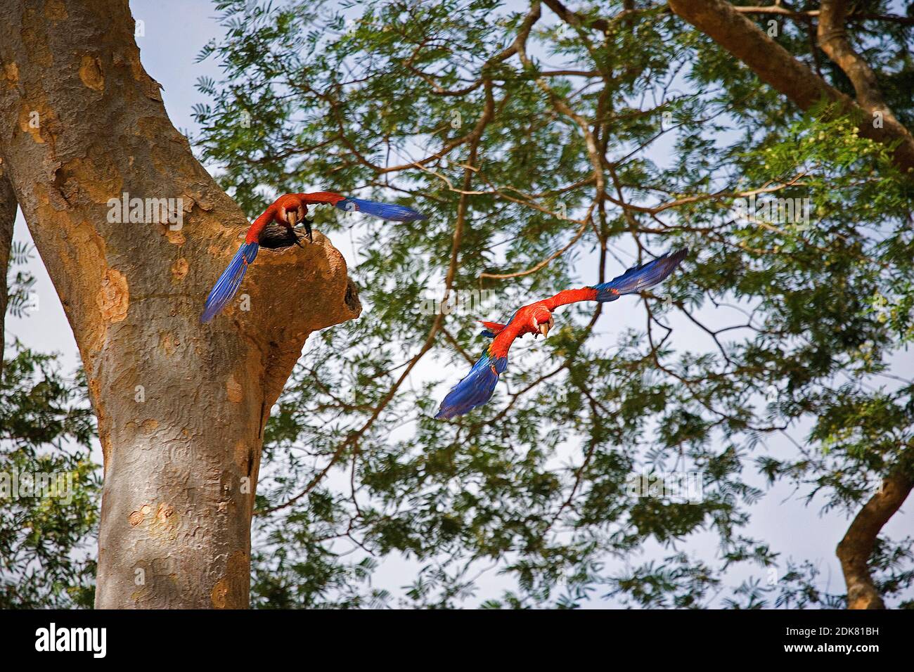 Scarlet Macaw, ara macao, Pair standing near Nest, Taking off, in ...