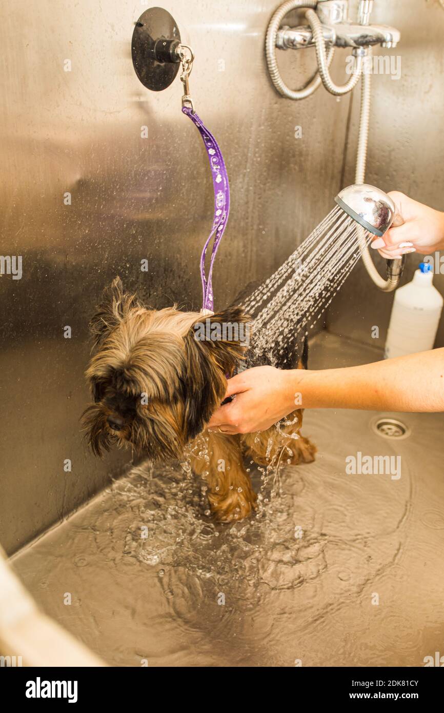 Washing procedures at professional pet care salon Stock Photo - Alamy