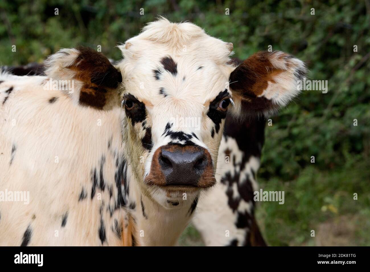 Portrait of normandy cow hi-res stock photography and images - Alamy