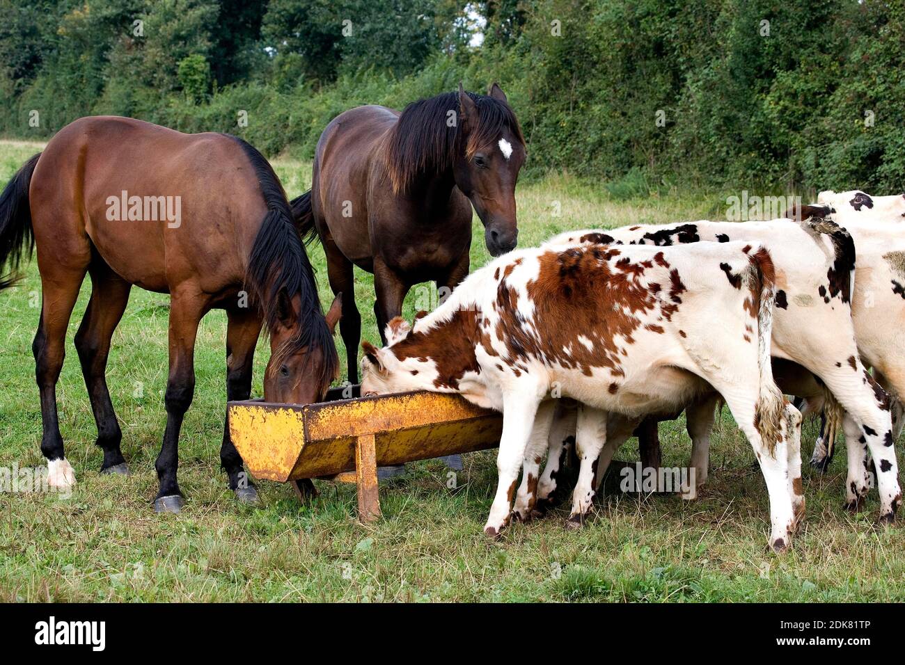 French trotter horse and Normandy Cow, Domestic Cattle Stock Photo - Alamy