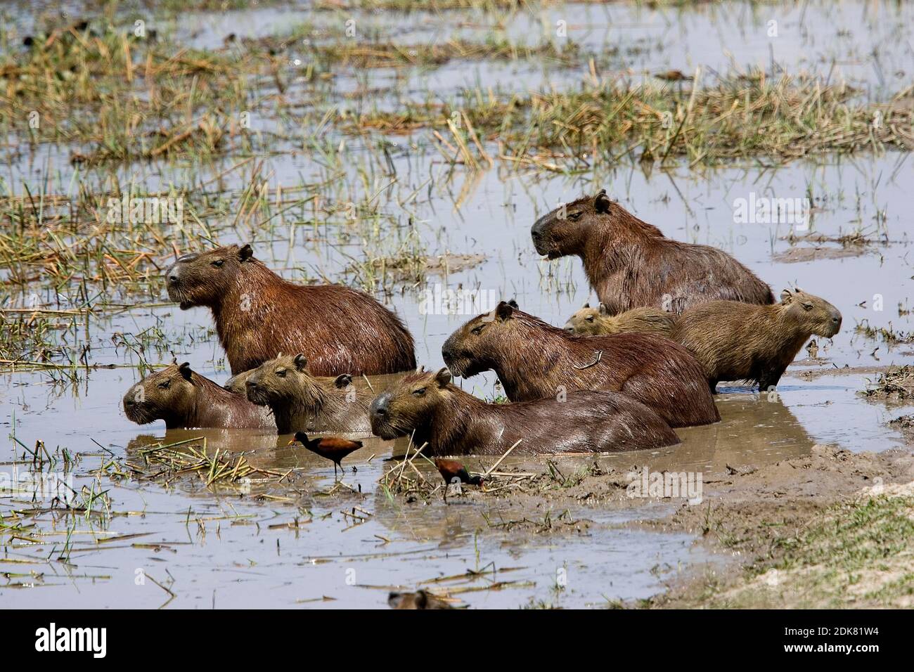Capybara, hydrochoerus hydrochaeris, Group standing in Swamp, Los ...
