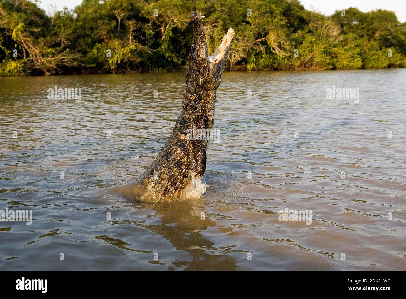 Spectacled Caiman, caiman crocodilus, Adult Jumping, Los Lianos in ...