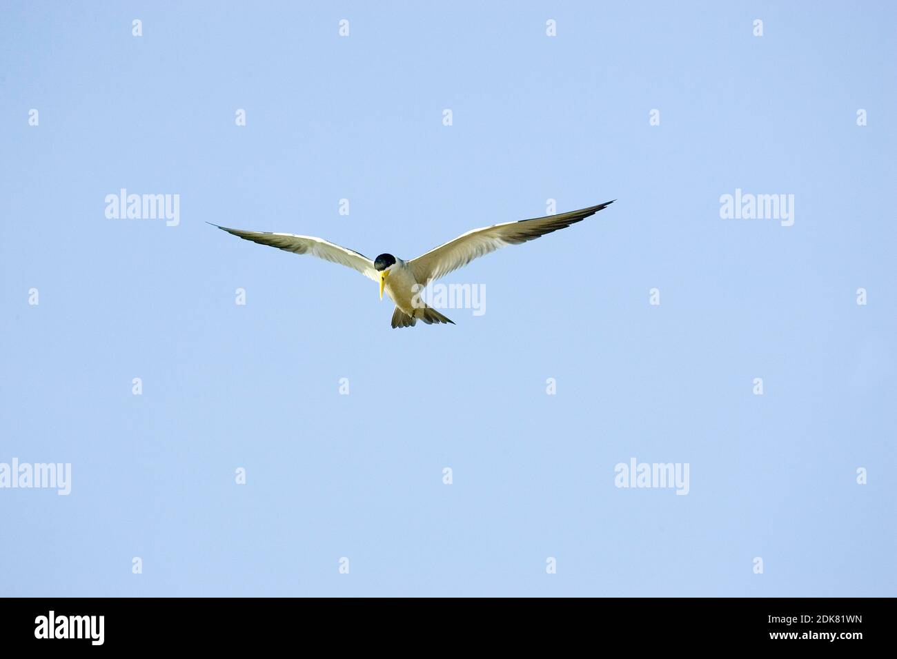 Large-billed Tern, phaetusa simplex, Adult in Flight, Los Lianos in ...