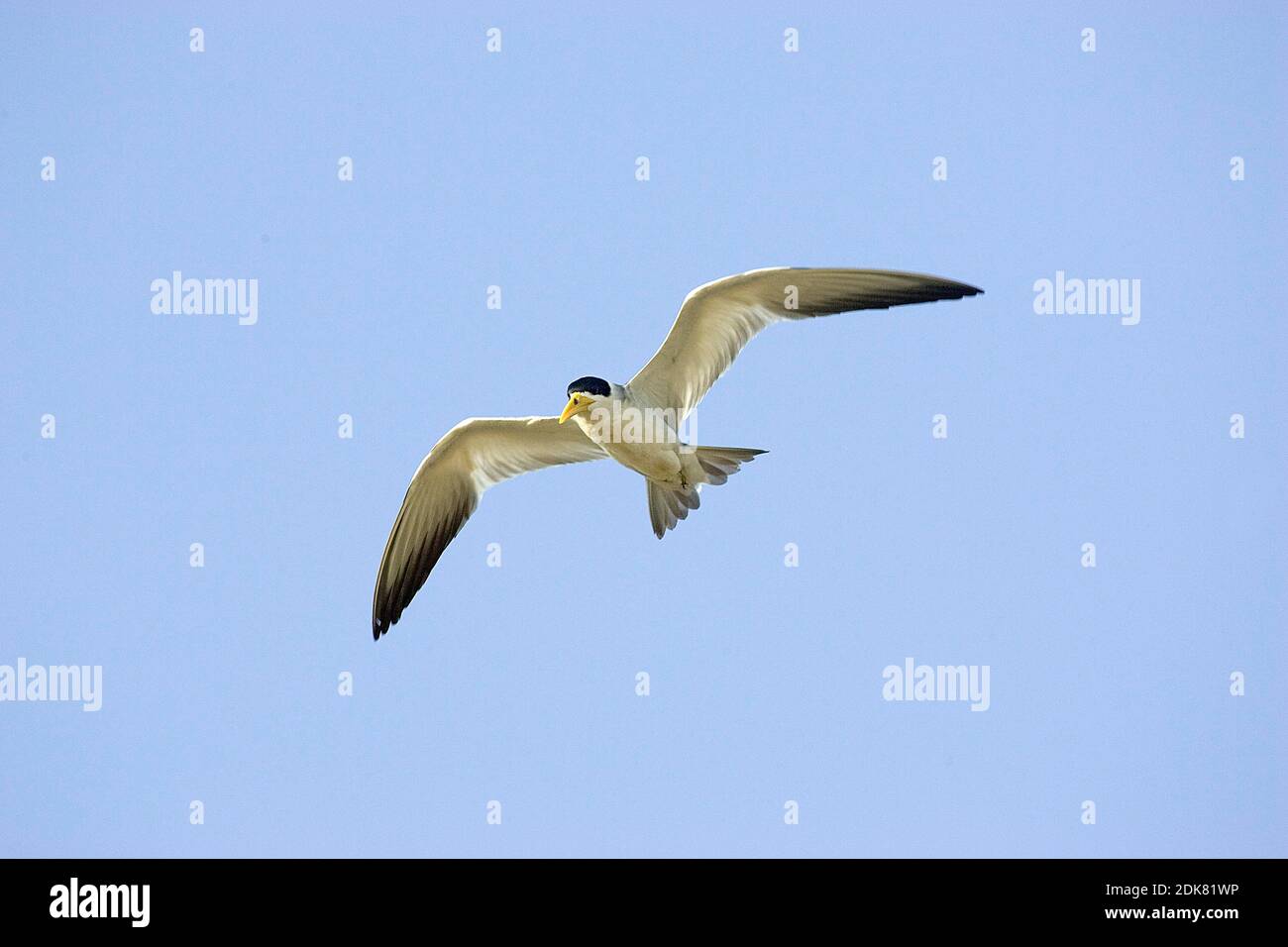 Large-billed Tern, phaetusa simplex, Adult in Flight, Los Lianos in ...
