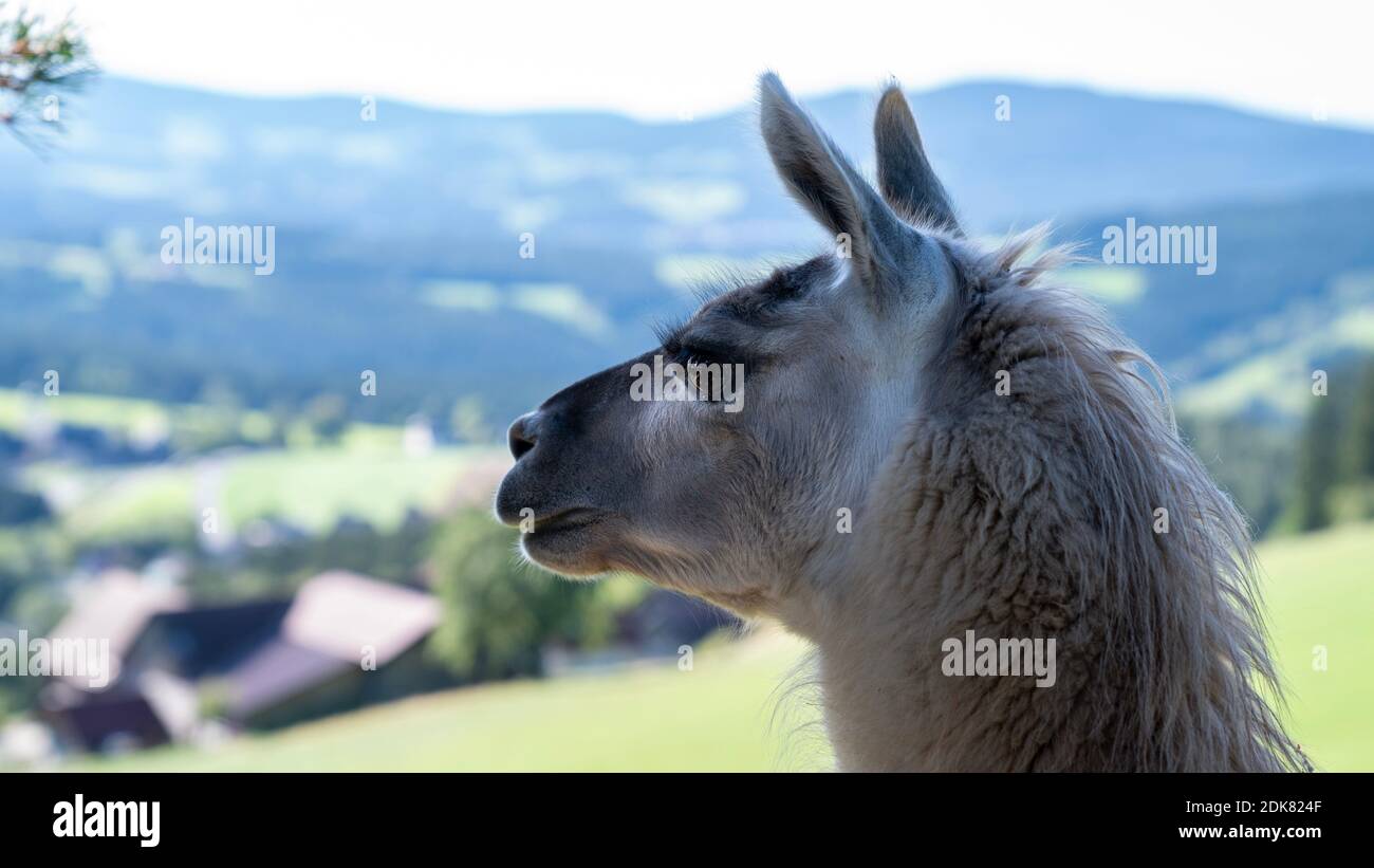 Profile Llama Animal Head High Resolution Stock Photography and Images ...