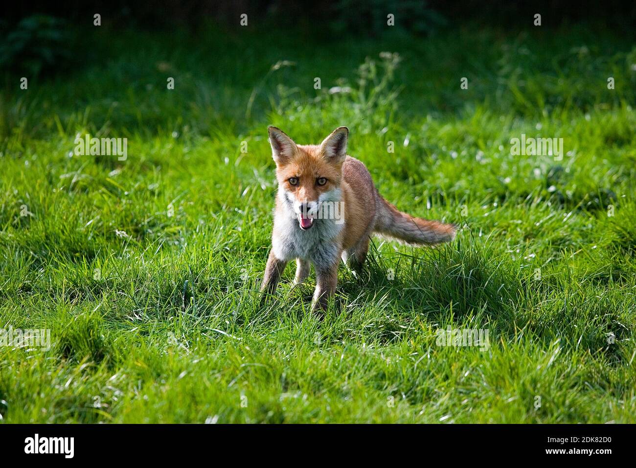 Red Fox, vulpes vulpes, Adult standing on Grass, Normandy Stock Photo - Alamy