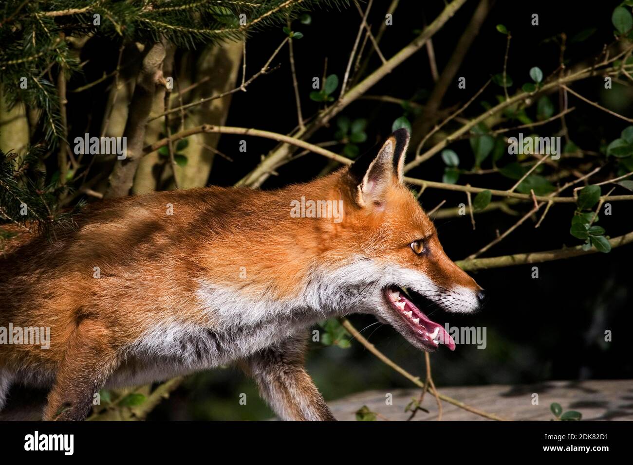 Red Fox, vulpes vulpes, Adult emerging from Forest, Normandy Stock Photo - Alamy
