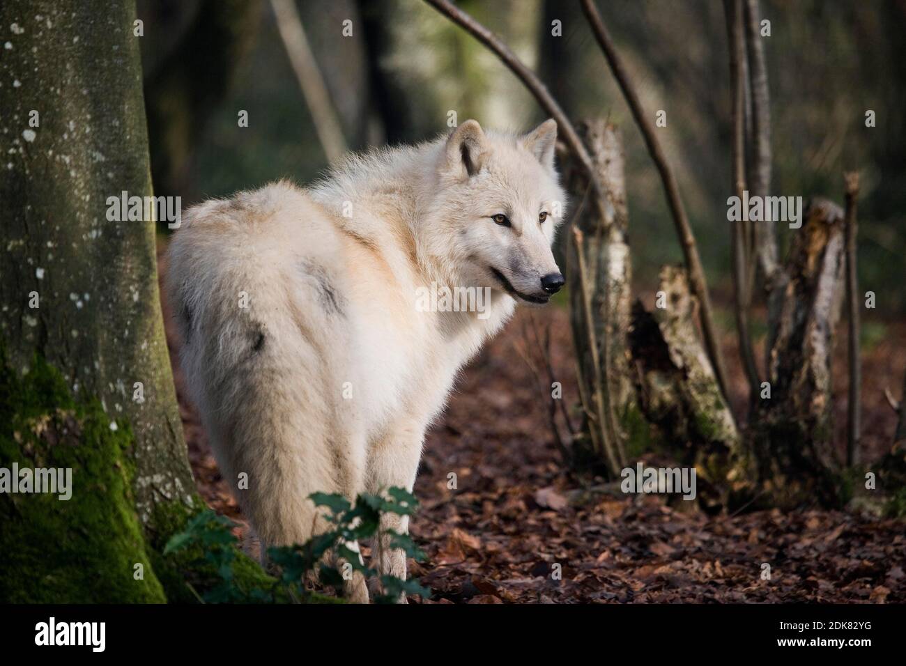 Arctic Wolf, canis lupus tundrarum Stock Photo - Alamy