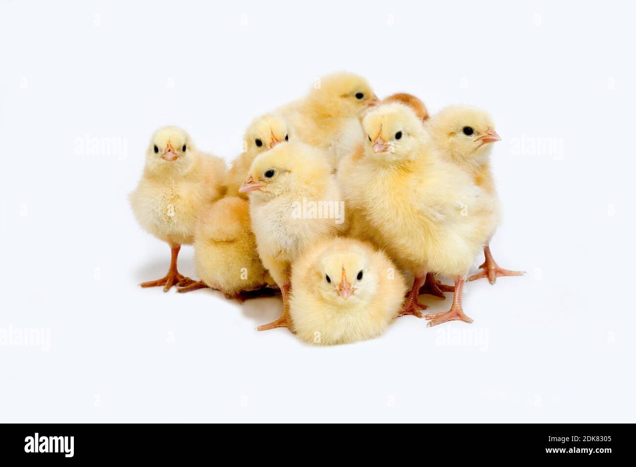 Chicks against White Background Stock Photo - Alamy