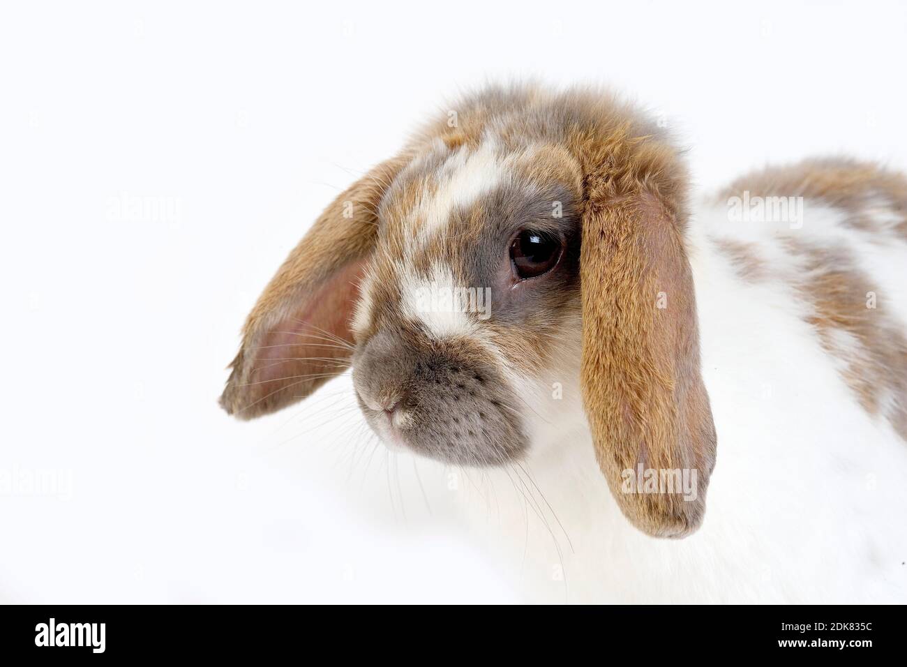 Lop-Eared Domestic Rabbit against White Background Stock Photo - Alamy