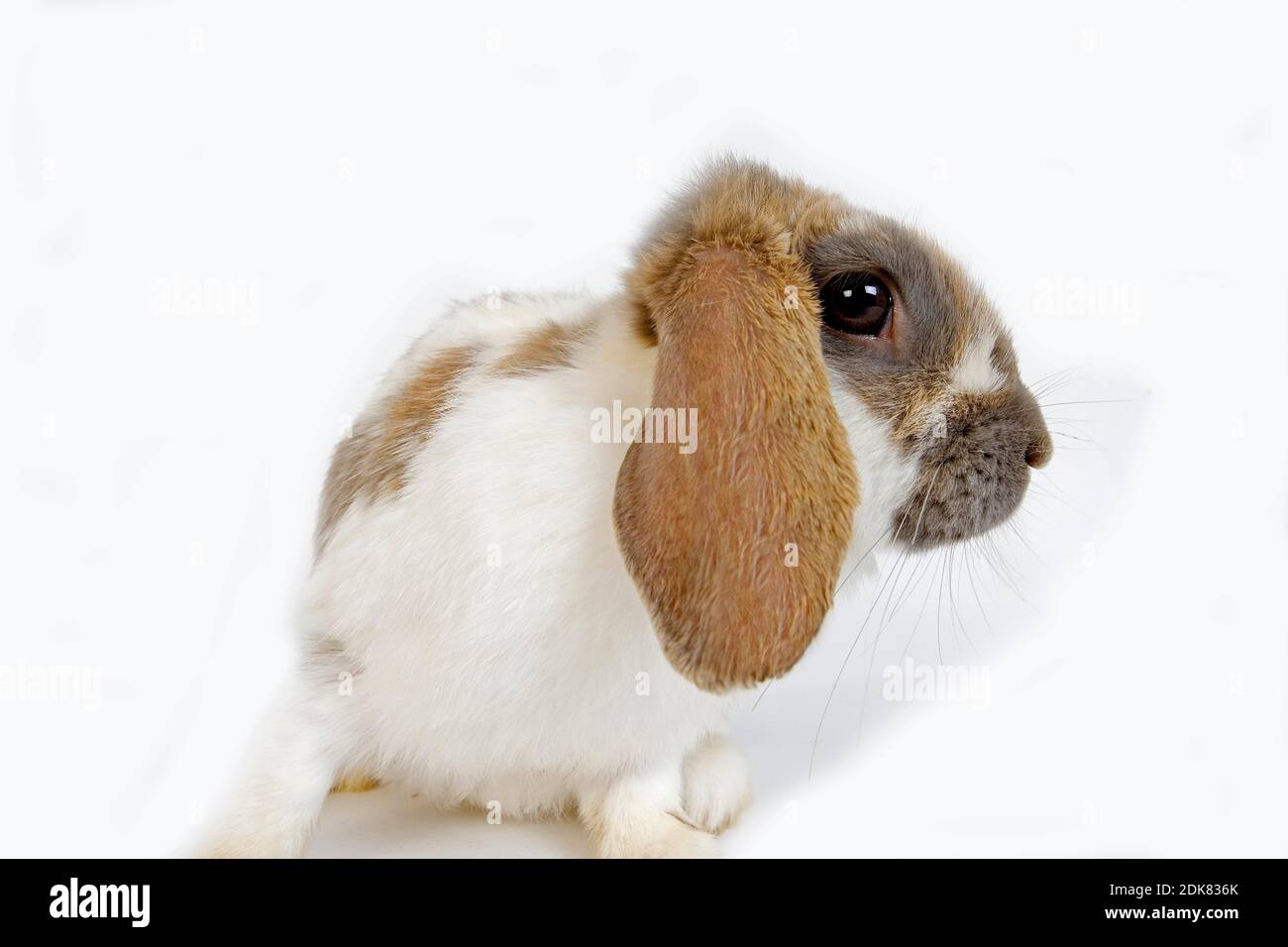 Lop-Eared Domestic Rabbit against White Background Stock Photo - Alamy