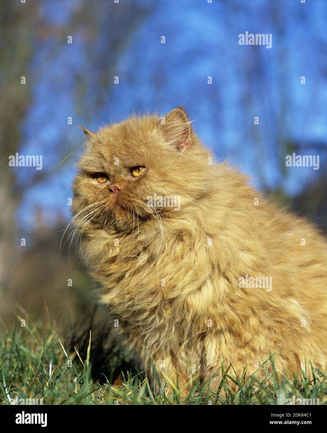 Red Persian Domestic Cat Stock Photo - Alamy