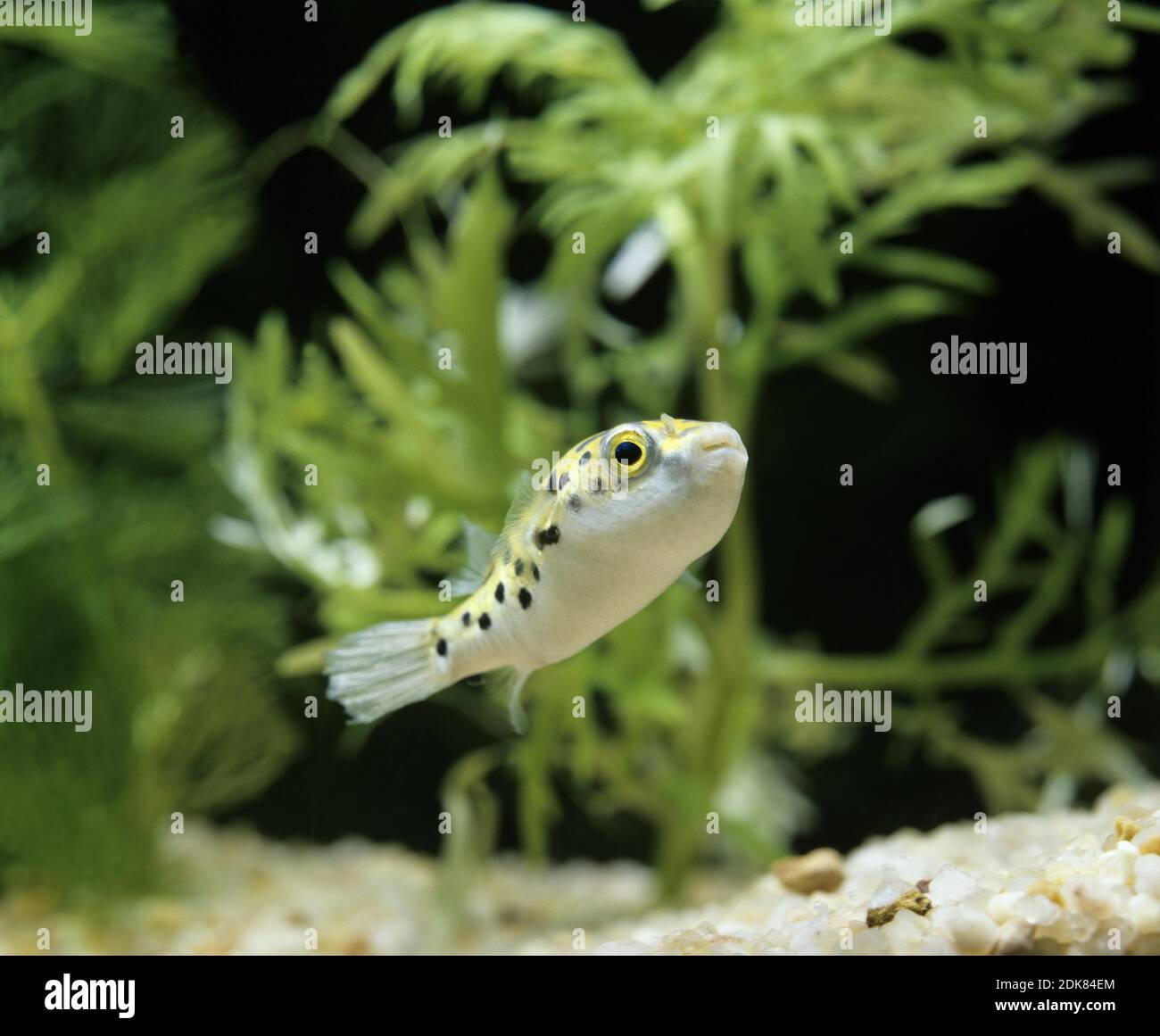 Spotted Green Puffer Fish, tetraodon fluviatilis Stock Photo - Alamy