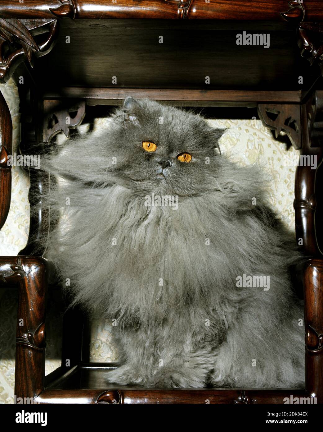 Blue Persian Domestic Cat Stock Photo - Alamy