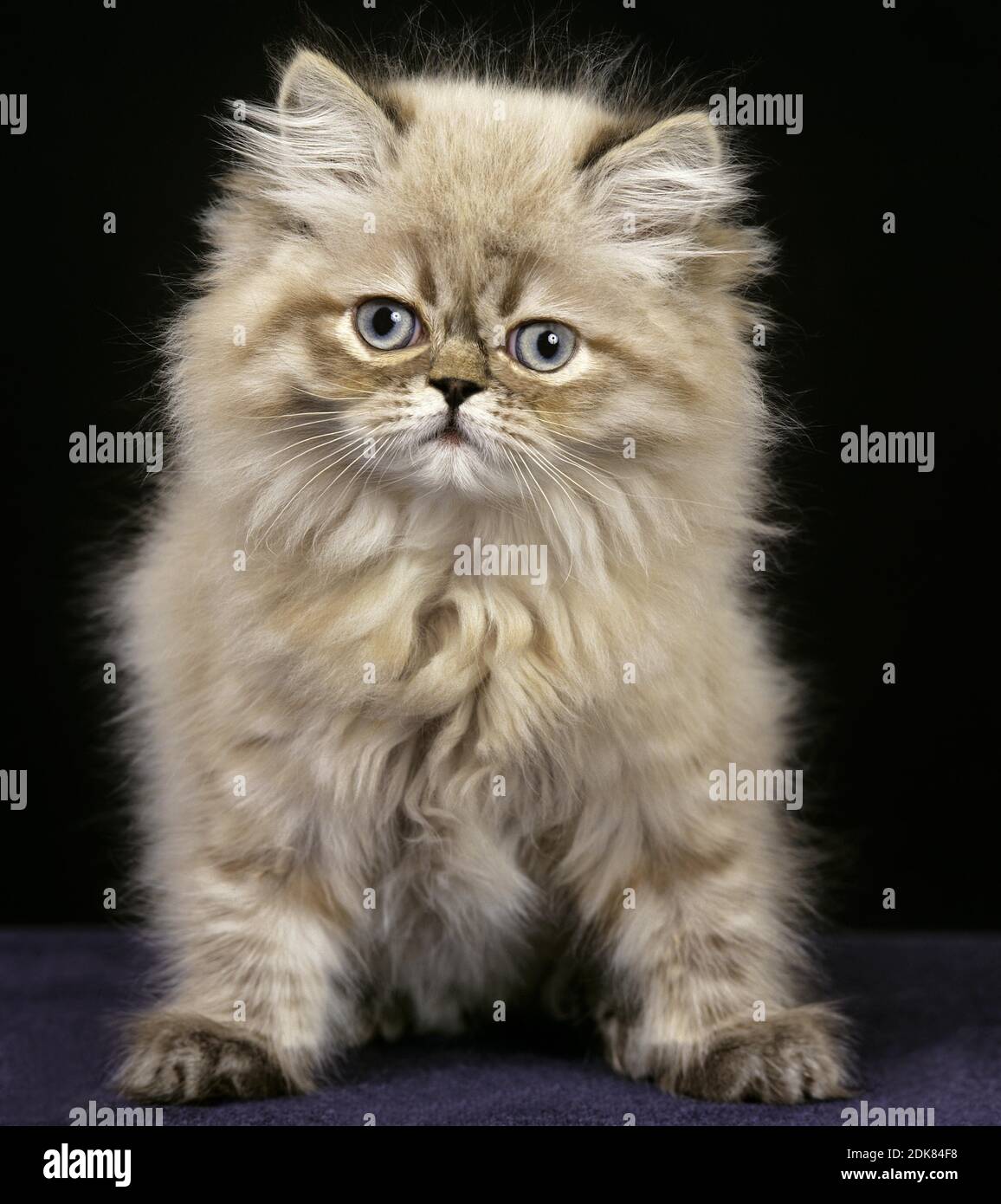 Colourpoint Seal Point Persian Domestic Cat, Kitten against Black ...