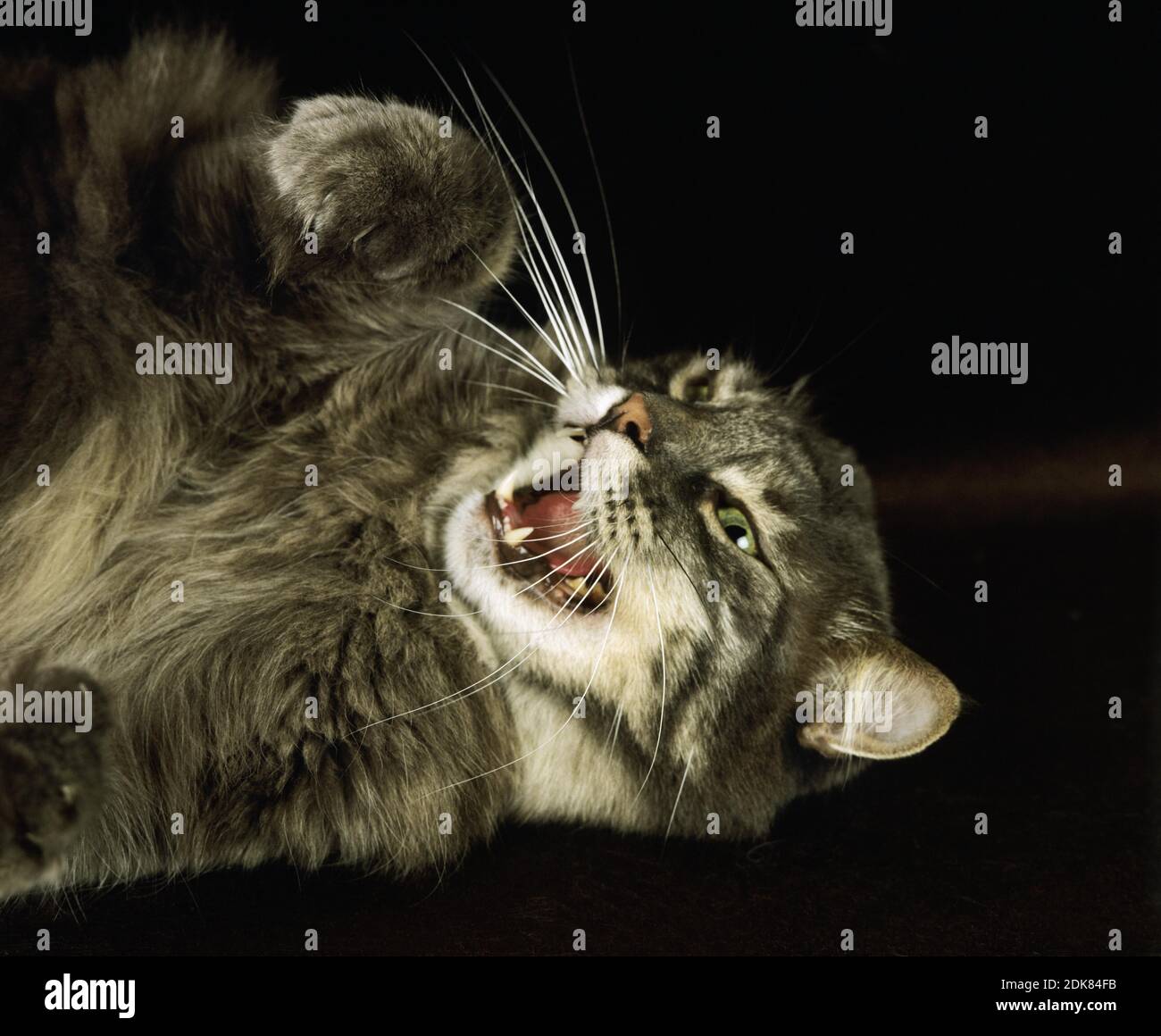 Skogkatt domestic cat snarling hi-res stock photography and images - Alamy